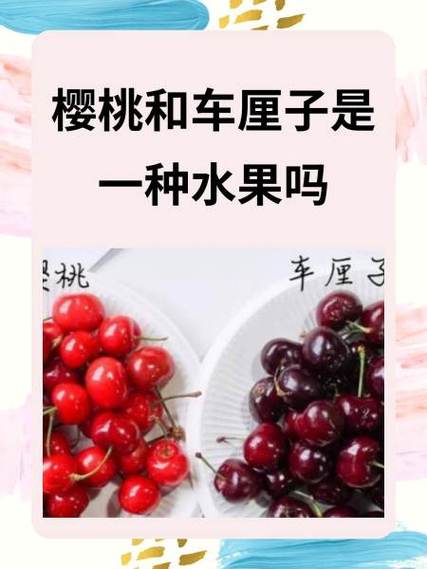 车厘子和樱桃是一种东西吗?截图