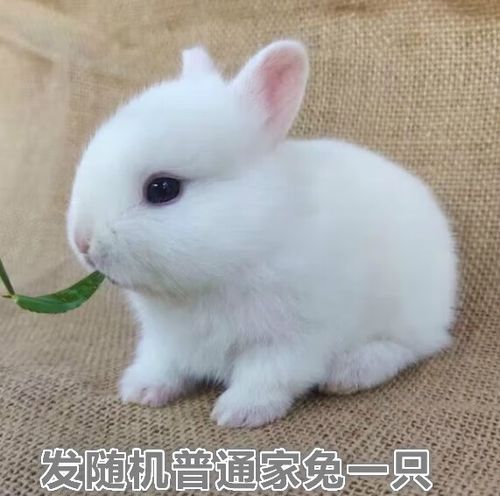 家兔多少钱一只图标