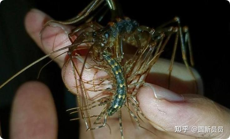 怎么防止蚰蜒爬到床上图标