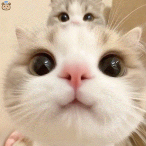 猫咪表情包gif图标