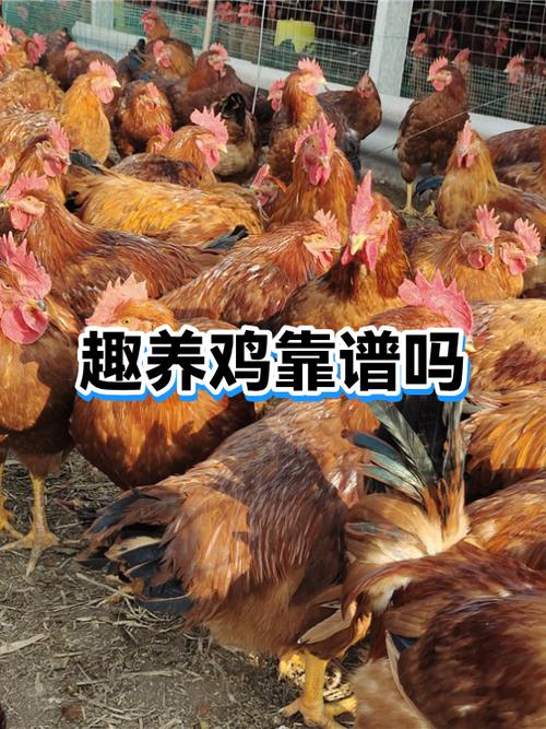 趣养鸡图标