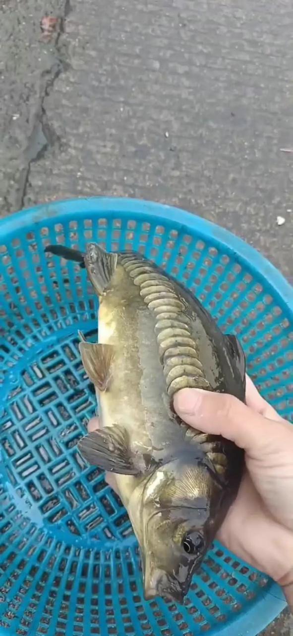 小鱼不去鱼鳞能吃吗图标