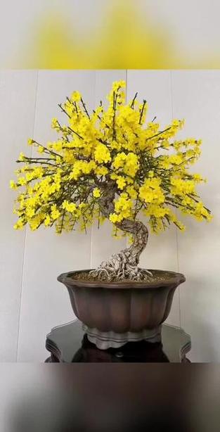 迎春花盆景图片