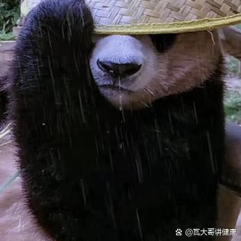 为什么熊猫不怕淋雨图标
