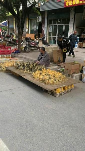 哪里有小鸡出售截图
