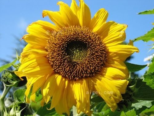 夏黄