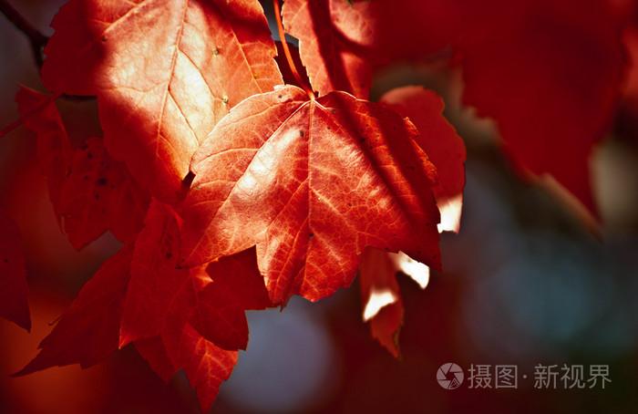 红叶故事截图