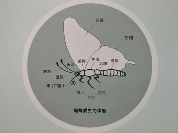 女人的哪个部位称蝴蝶截图