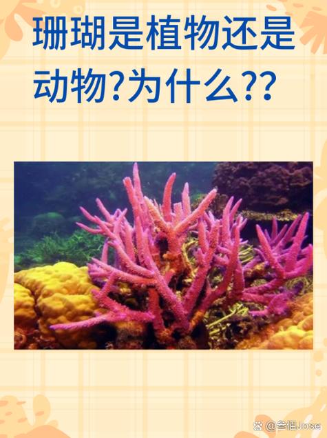 珊瑚文学是什么图标