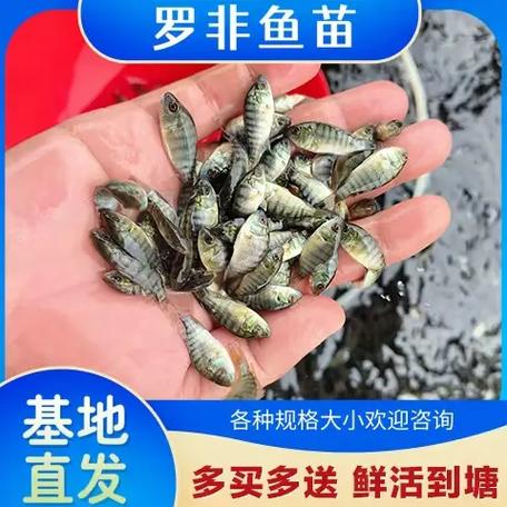 哪里有鱼苗批发图标