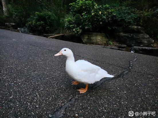 小黄鸭可以当宠物养吗图标