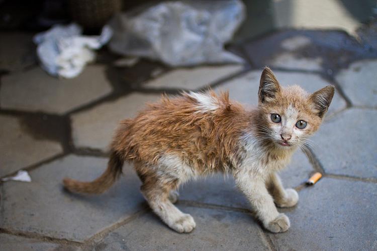 流浪猫图片图标