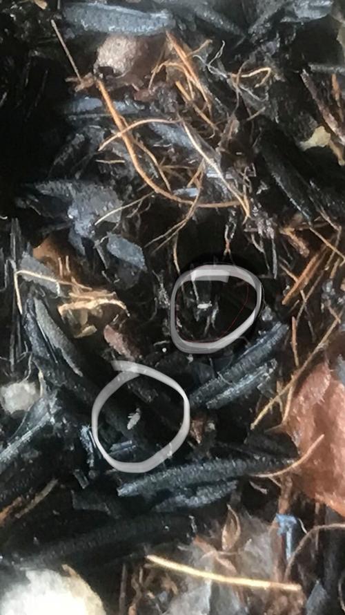 像针尖大小会爬的虫子