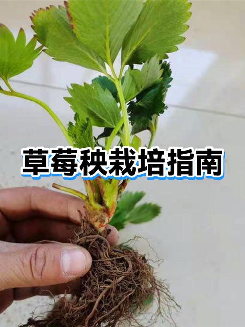 草莓好种吗图标