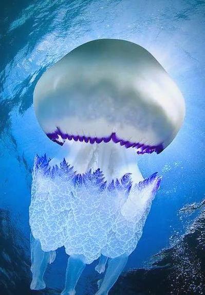 海底世界在线观看免费观看图标