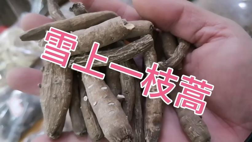 雪上一枝蒿与铁棒锤区别图标