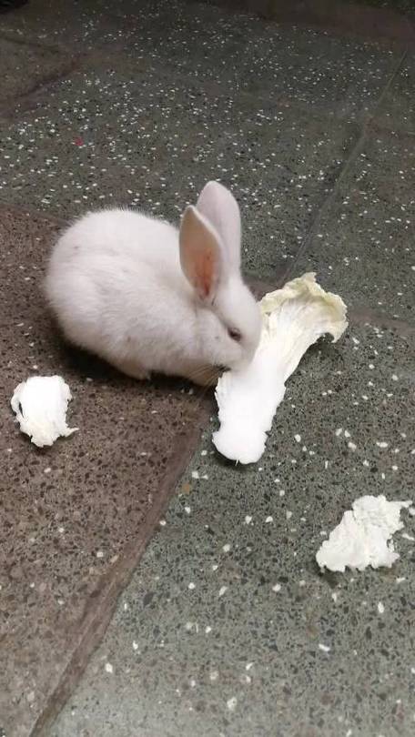 小白兔爱吃萝卜和青菜图标