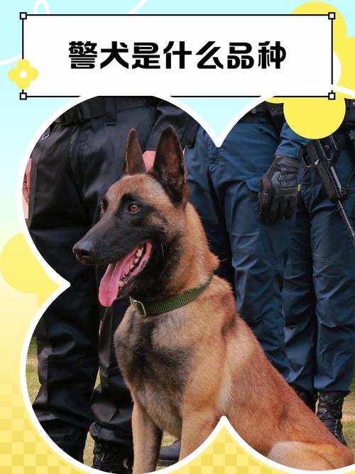 警犬赤龙在狗肉馆是第几集图标