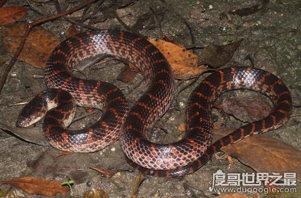 被赤练蛇咬了能活多久图标