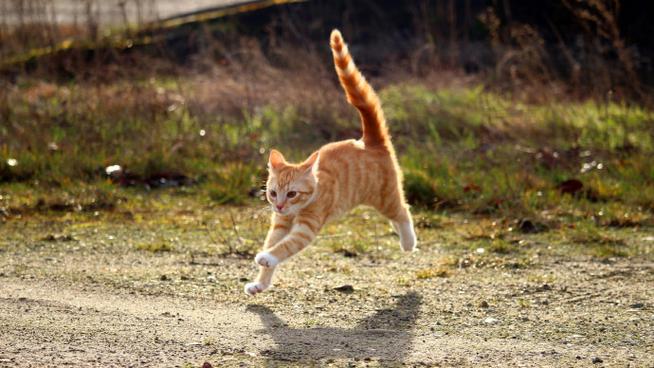 小猫可以带出去溜达吗图标