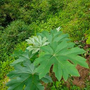 男人吃了通花根的作用与功效截图