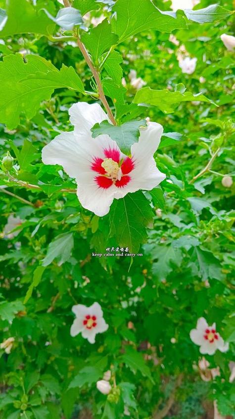 木槿花护肤产品图标
