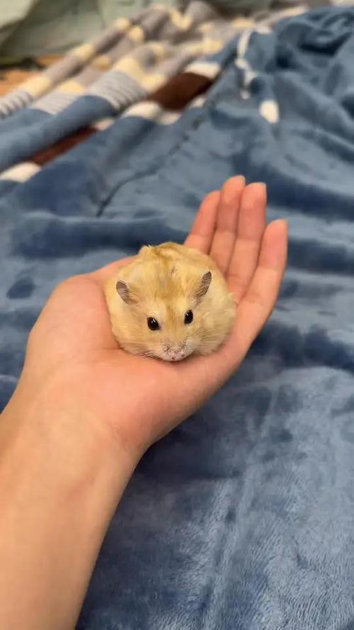 仓鼠日常视频