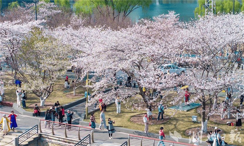 武汉看樱花的地方有哪些截图