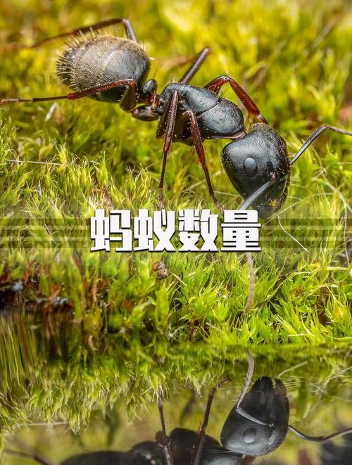 地球有多少只蚂蚁游戏截图