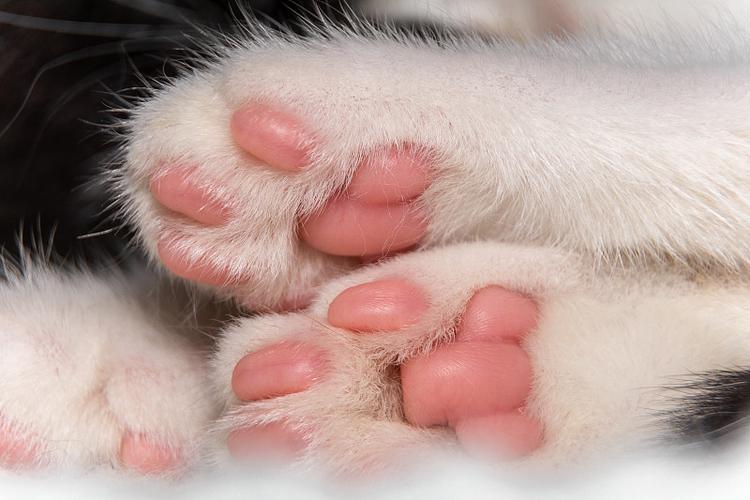 猫爪下载图标