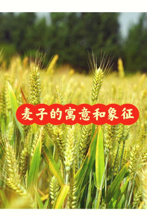 上麦是啥意思图标