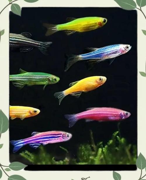 热带鱼能慢慢适应冷水吗图标