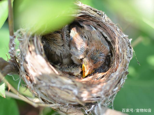 雏鸟多久不喂会饿死图标