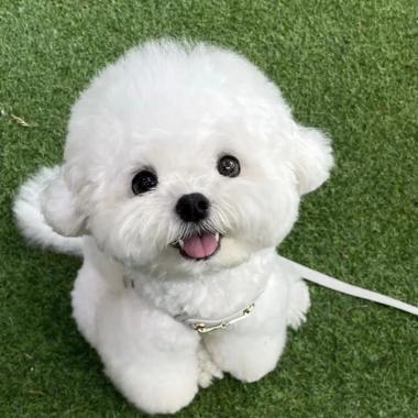 比熊狗头像图标