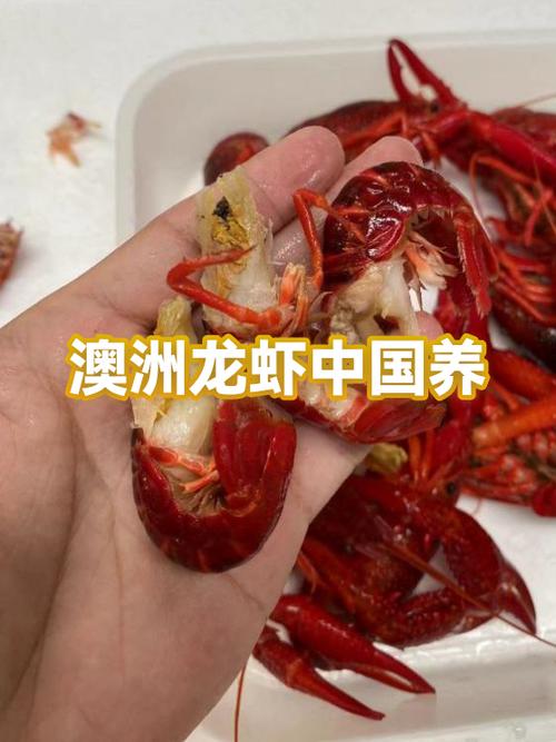 养龙虾赚钱吗图标