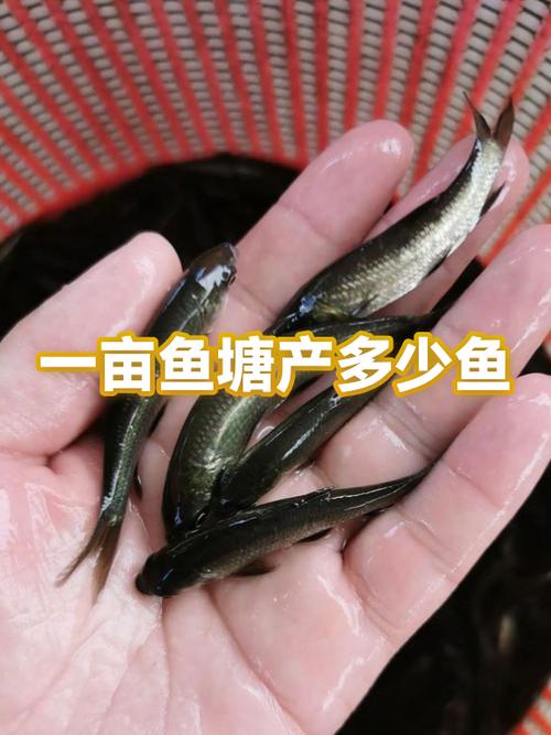 一亩水面能养多少草鱼和大头鱼图标
