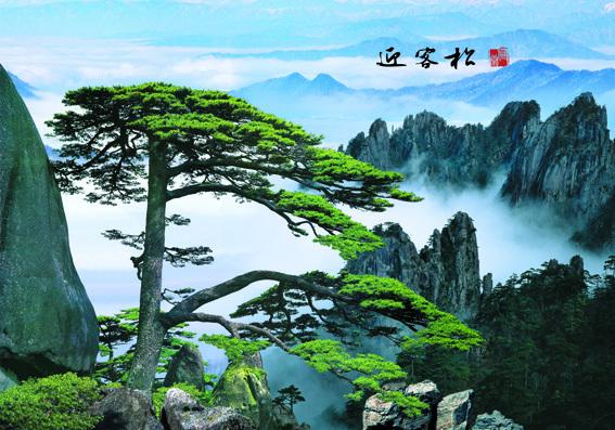黄山松树图片