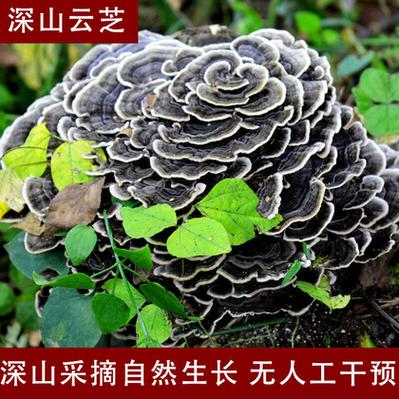 云芝多少钱一斤图标