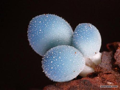 蘑菇宇宙图标