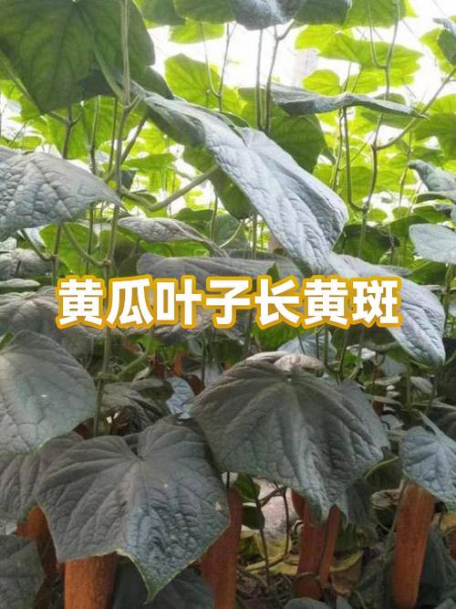 黄瓜叶黄斑病防治小窍门图标