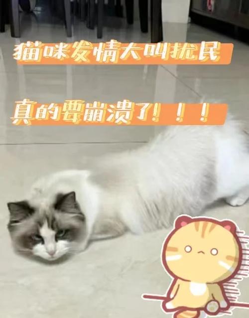 幼猫一直叫个不停怎么办图标