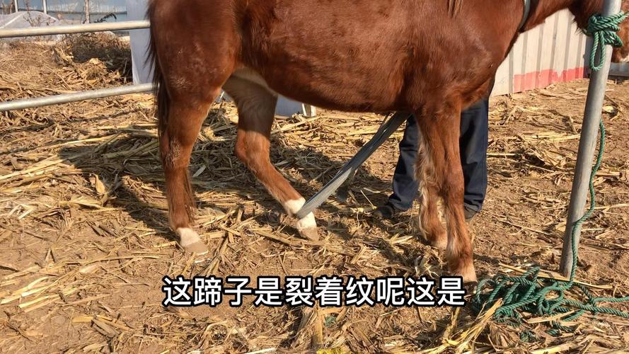 骑马与砍杀无法存档图标