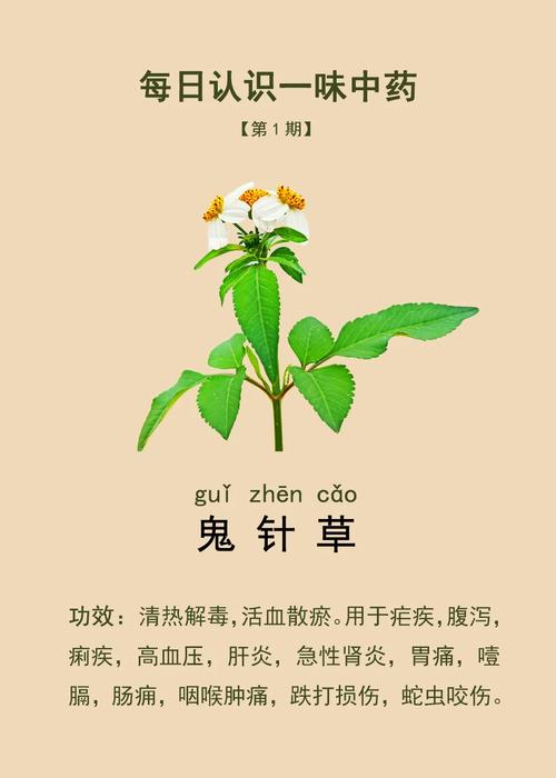 真正鬼针草图片图标