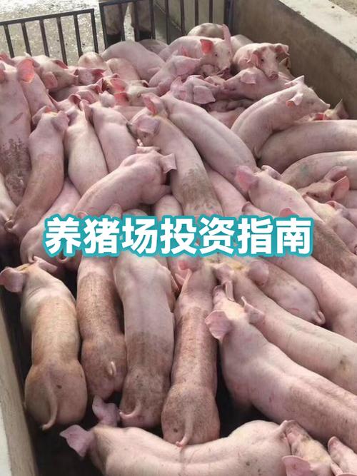养100头猪的利润图标