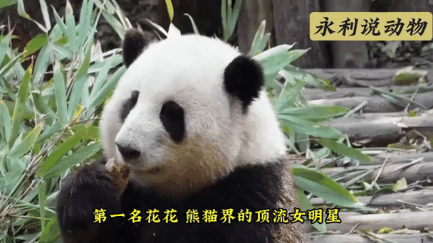 最好认的大熊猫