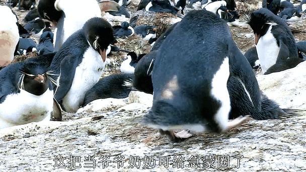 中国可以私人养企鹅吗截图