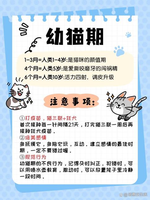 猫咪年龄怎么看图标