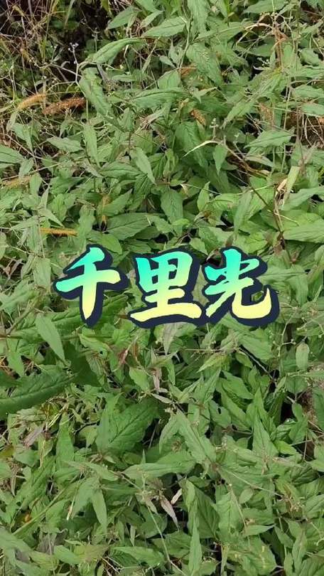 千里光对肺结节有用吗截图