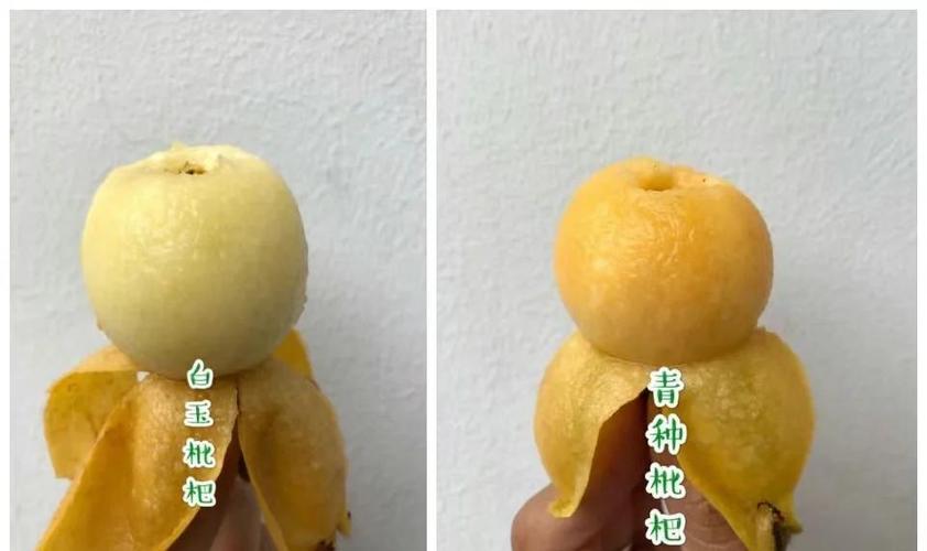枇杷有什么别名图标