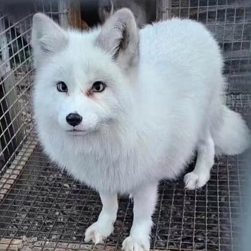 狐狸怎么去臭的图标